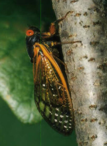 THE NATURE JOURNAL: Periodical Cicadas - Alabama Heritage