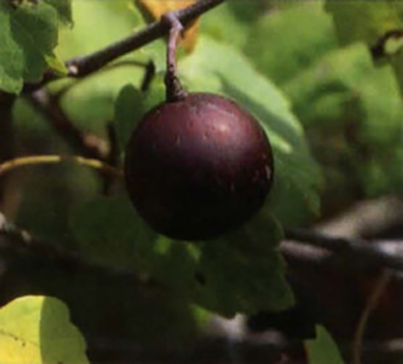 THE NATURE JOURNAL: Muscadines and Scuppernongs - Alabama Heritage