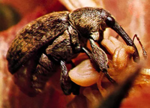 The History of the Boll Weevil - Alabama Heritage