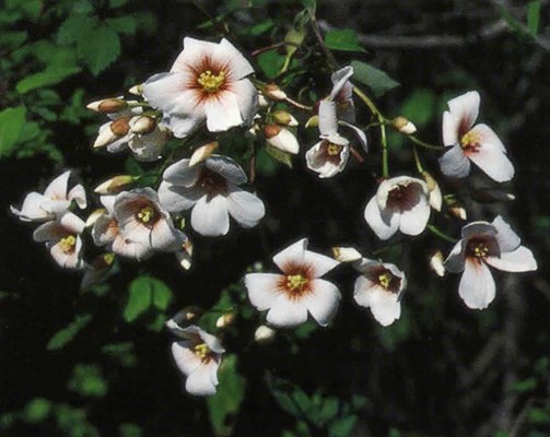 THE NATURE JOURNAL: Tung Oil-The Crop That Was - Alabama Heritage