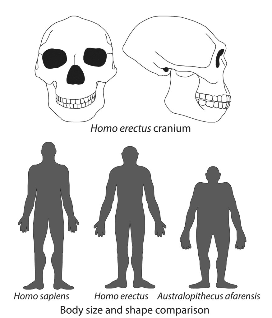 Bees, Brains, and the Human Past: A Look Back on Colony Collapse ...