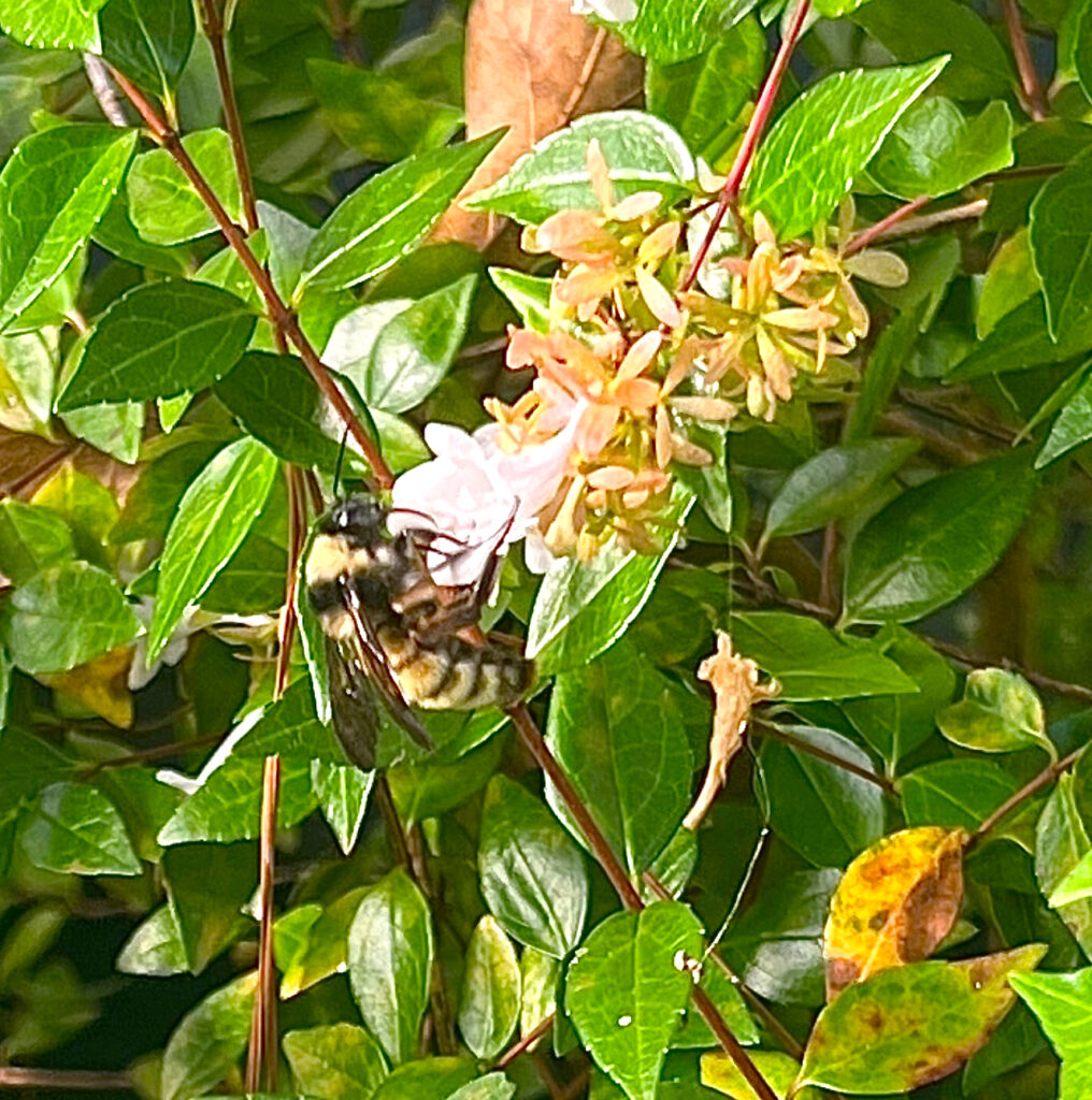 Bees, Brains, and the Human Past: A Look Back on Colony Collapse ...