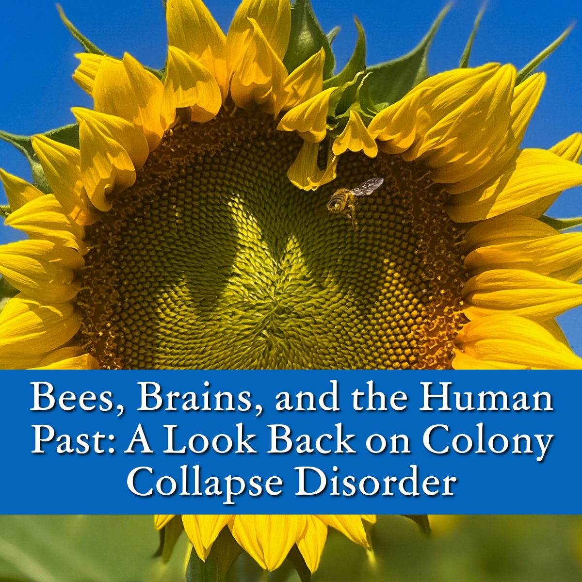 Bees, Brains, and the Human Past: A Look Back on Colony Collapse ...