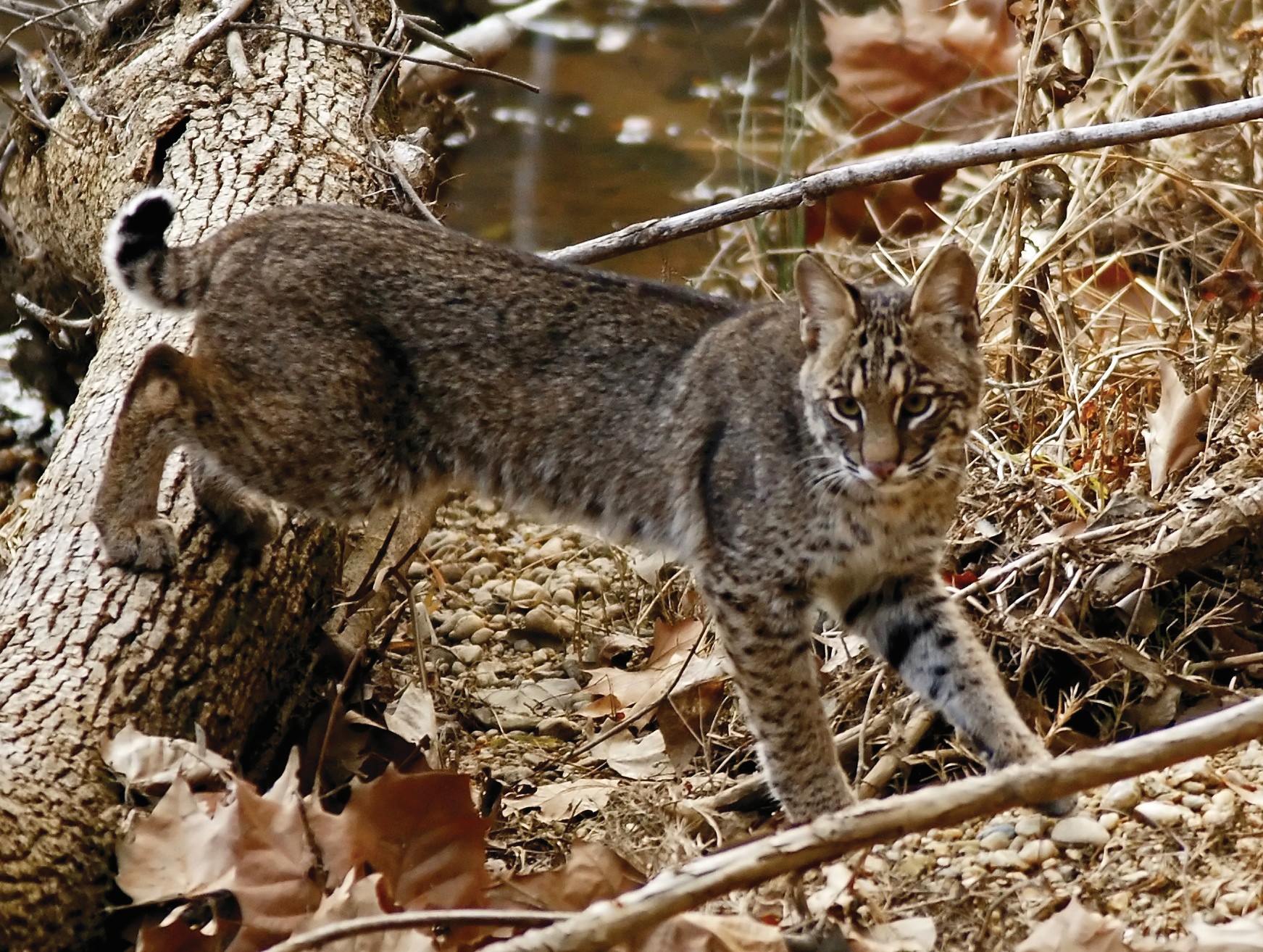 Paw-sitively Wild: Feline Encounters in Alabama - University of Alabama ...