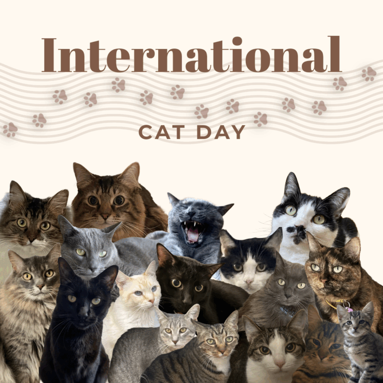 Paw-sitively Wild: Feline Encounters in Alabama - University of Alabama ...
