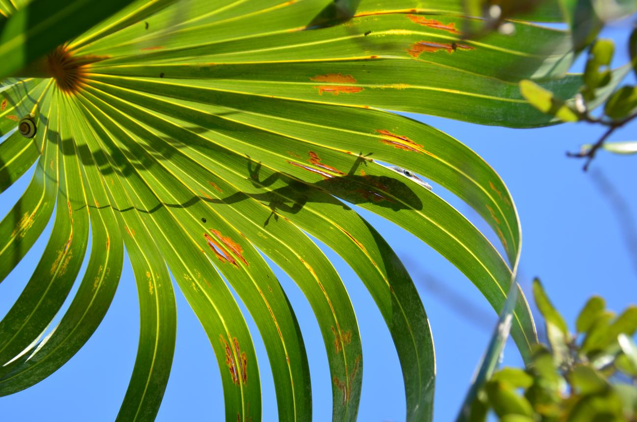 A Guide to the Natural History of The Bahamas - Cornell University Press