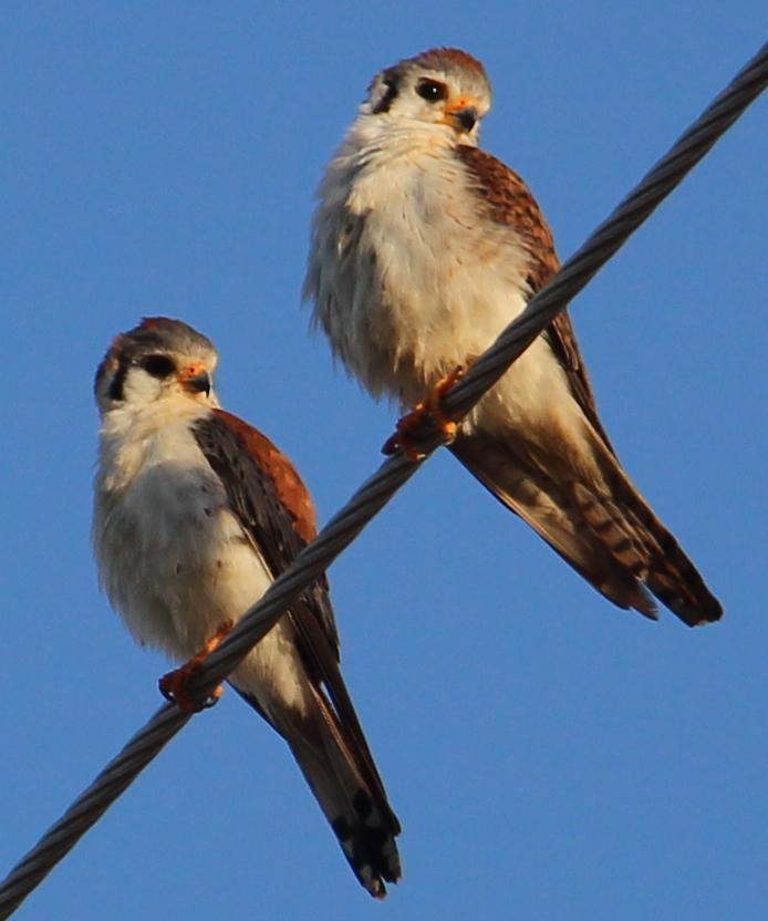 A Guide to the Natural History of The Bahamas - Cornell University Press