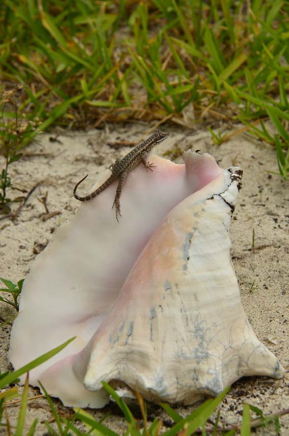 A Guide to the Natural History of The Bahamas - Cornell University Press