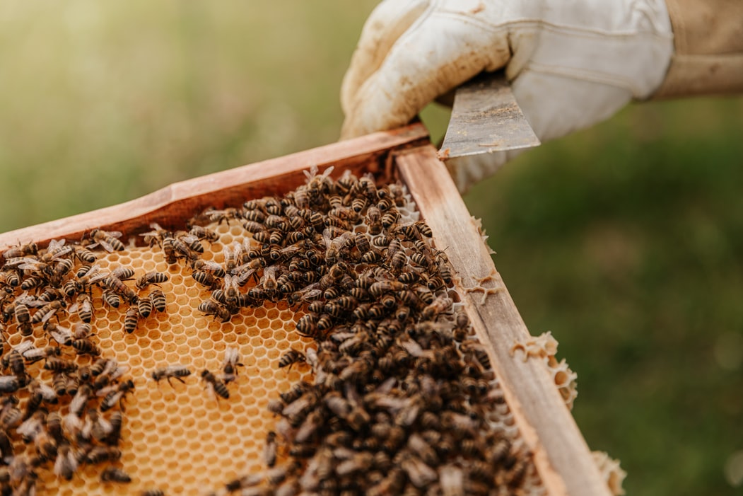 The Art of Beekeeping: For Both Hobbyists and Professionals - Cornell ...