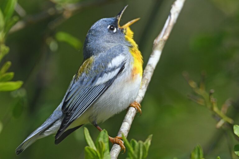 Bird Migration, Songs, Calls, and Color - Cornell University Press