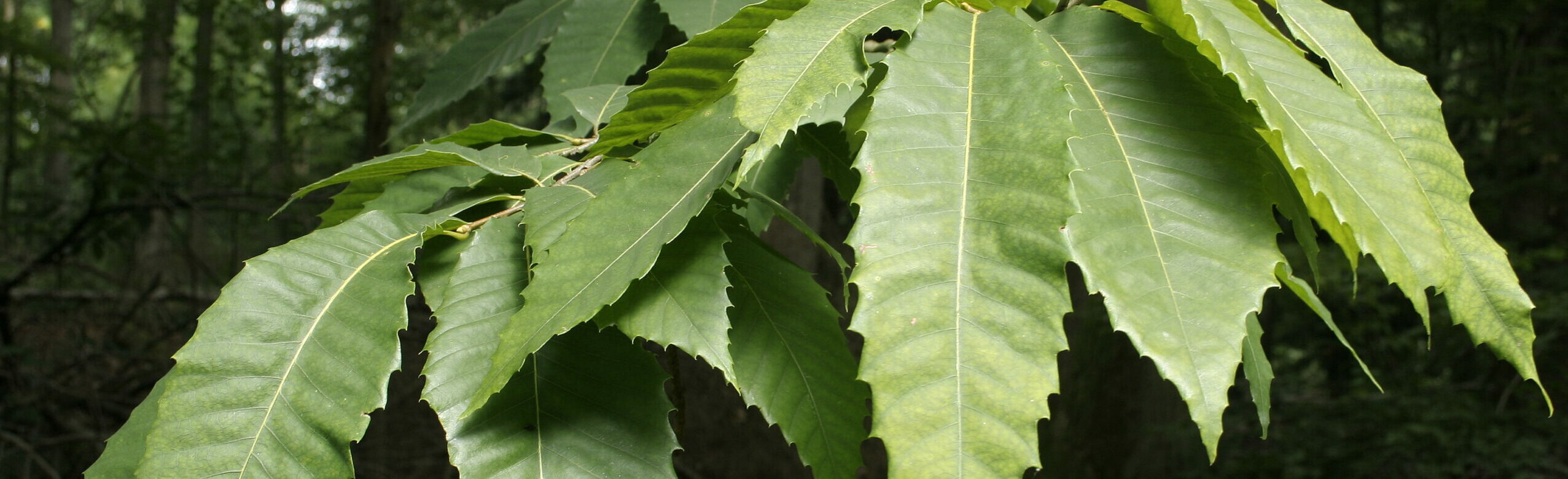 Protecting North American Forests Tree by Tree - Cornell University Press