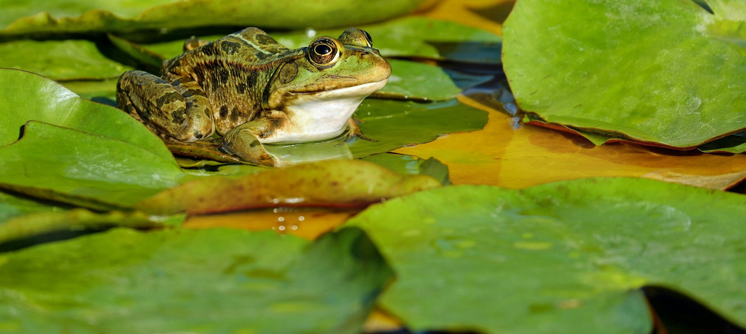 "Herding Cats" for Lost Frogs and Hot Snakes - Cornell University Press