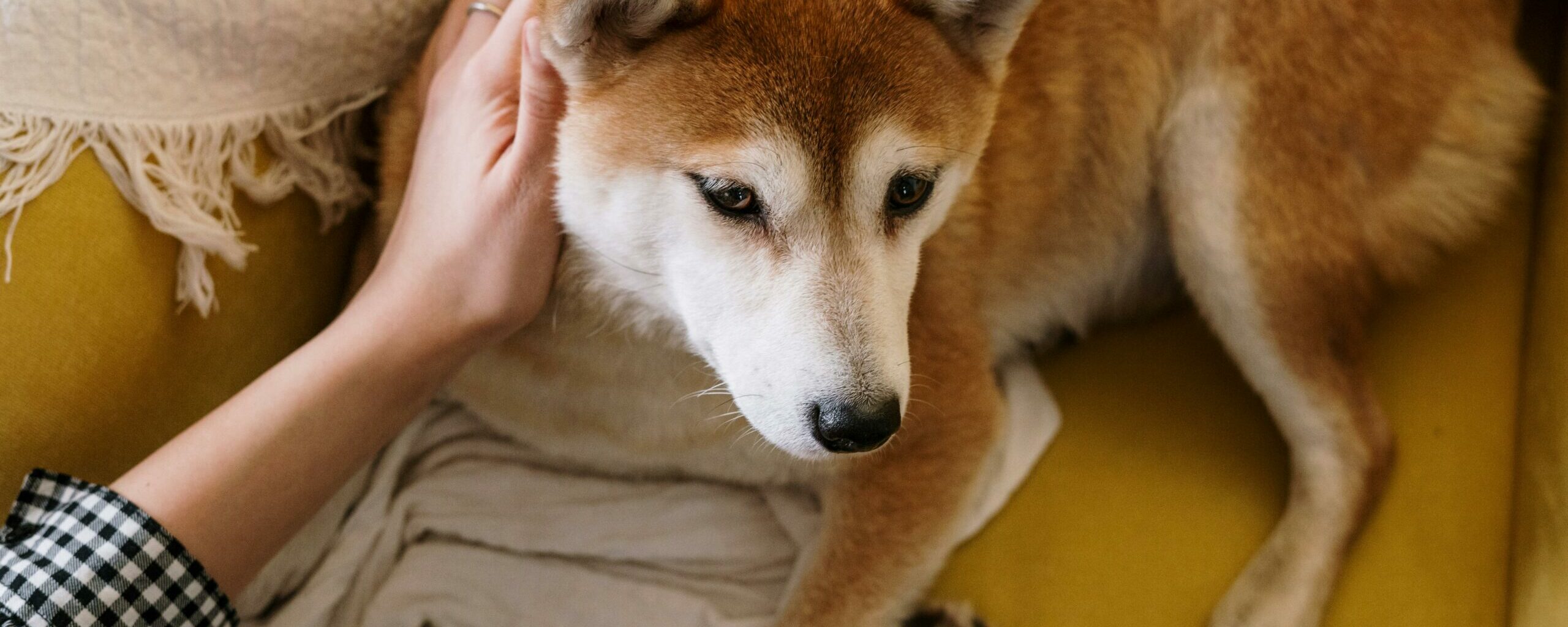 Exploring the Complex Relationships with Companion Animals in Fuzzy ...