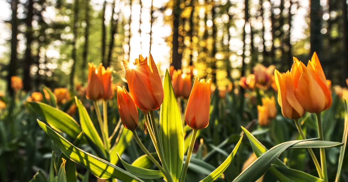 Remembering Miranda Lee, 1945 – 2021 - Romance.com.au