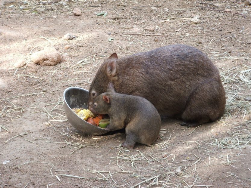 Celebrate World Wombat Day with some beloved wombat characters ...