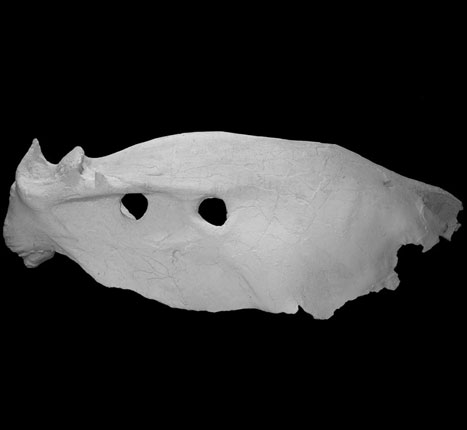 Tyrannosaurus Rex, the Tyrant King—Chapter 13: Atlas of the Skull Bones ...