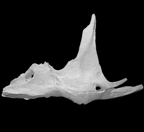 Tyrannosaurus Rex, the Tyrant King—Chapter 13: Atlas of the Skull Bones ...