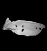 Tyrannosaurus Rex, the Tyrant King—Chapter 13: Atlas of the Skull Bones ...