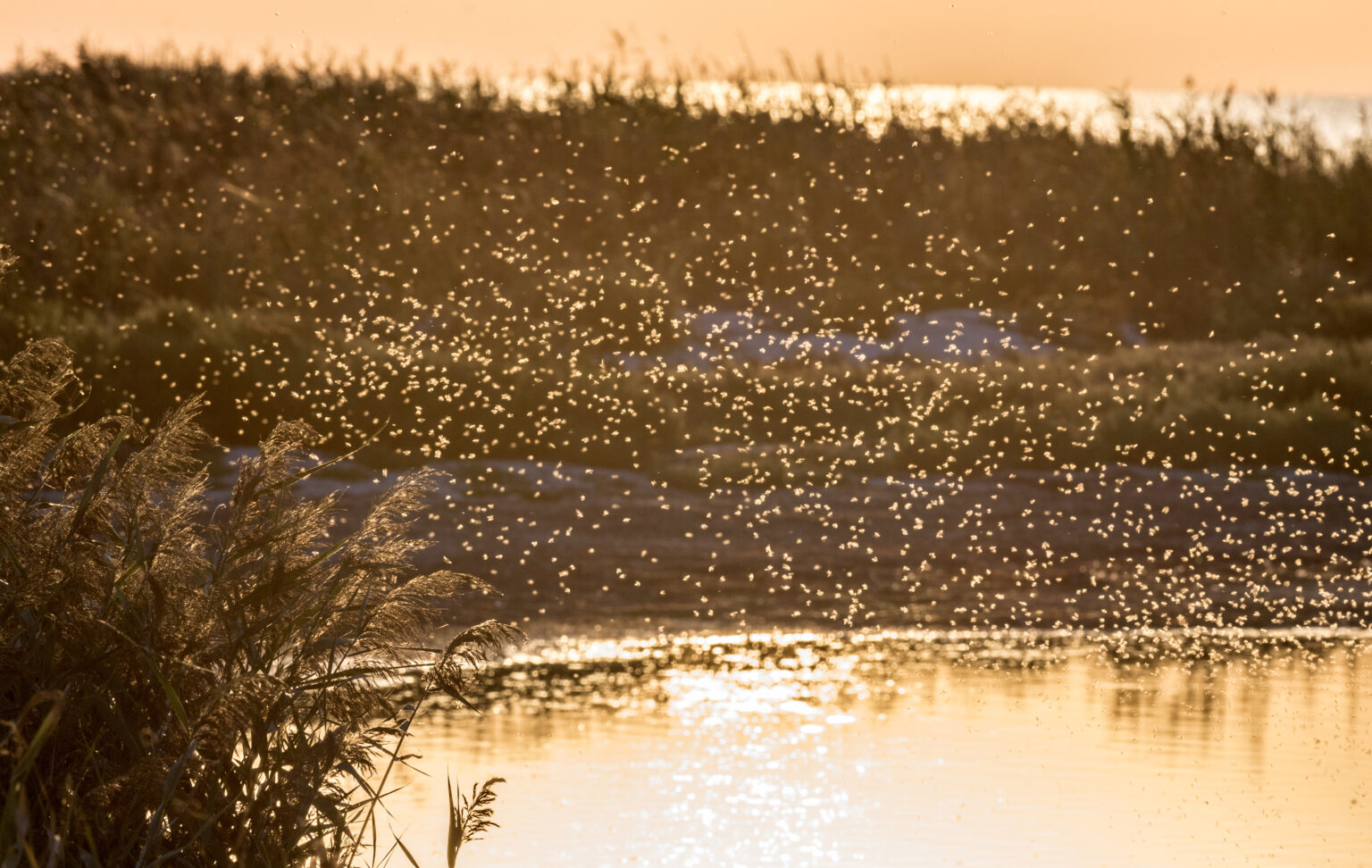 Mosquito narrators and the subaltern voice: A Closer Look at JML 48.3 ...