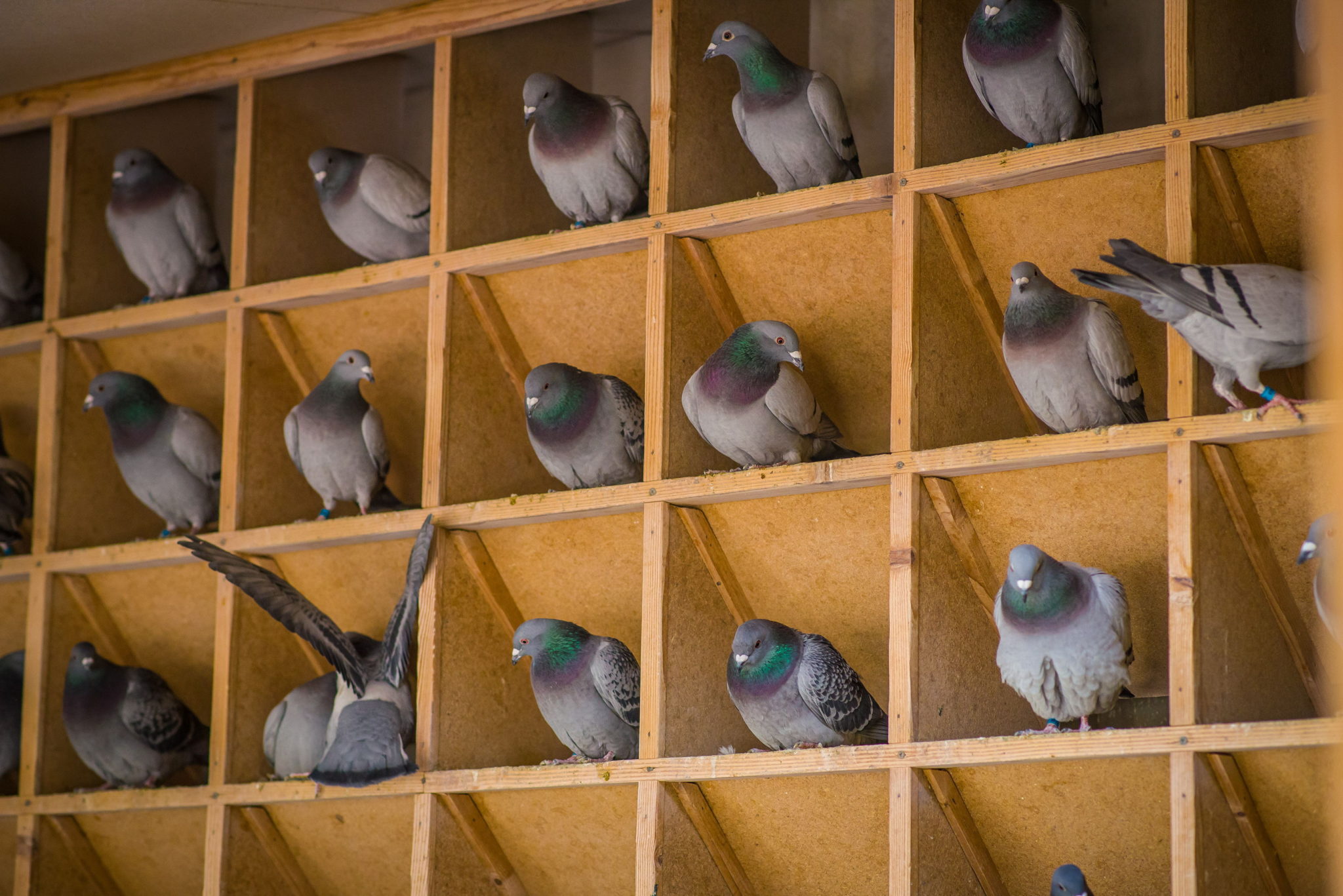 8 Facts About Pigeons During WWII Kensington Books Publishing 8-facts-about-pigeons-during-wwii-kensington-books-publishing