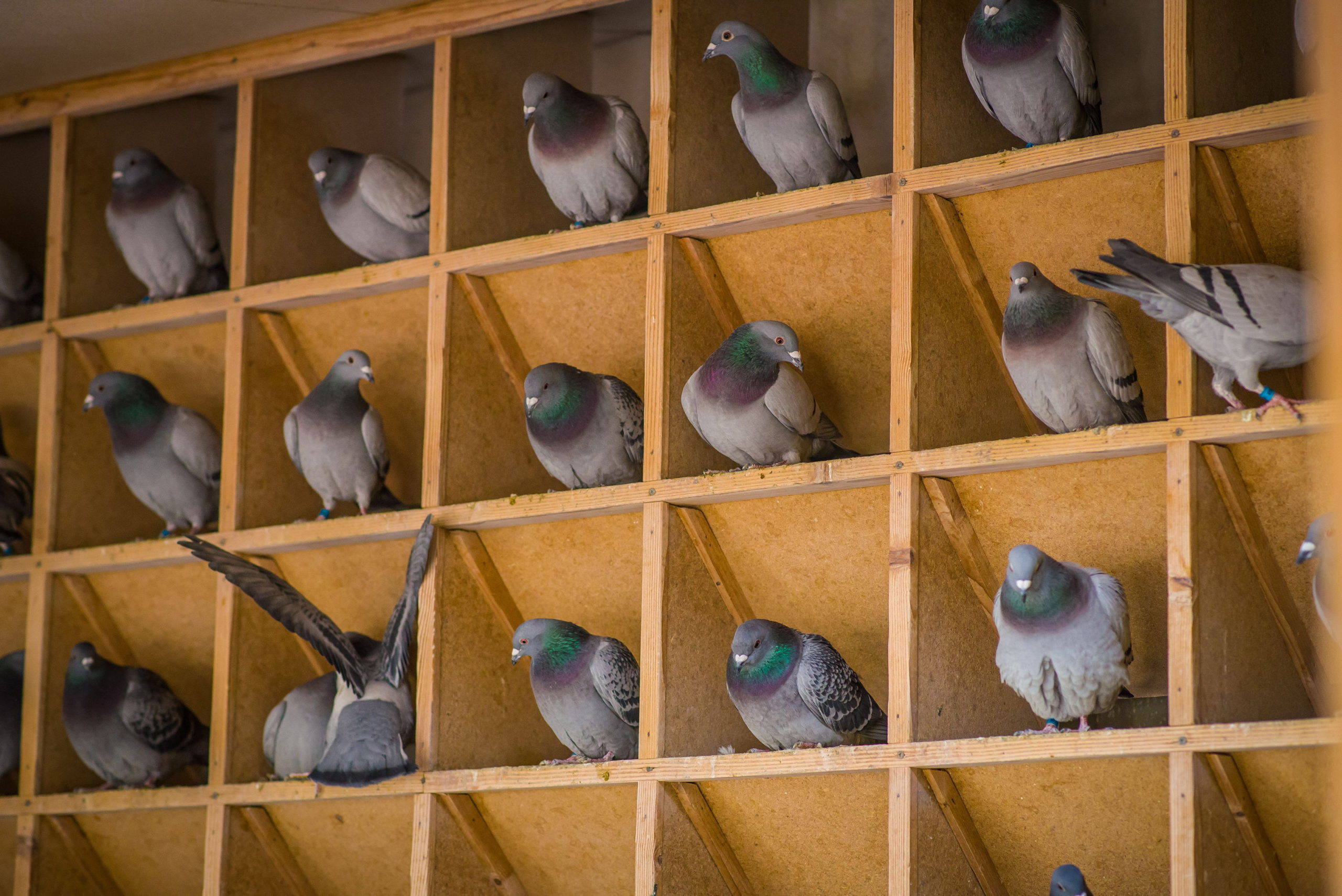 8 Facts About Pigeons During WWII Kensington Books Publishing 8 Facts About Pigeons During WWII Kensington Books Publishing