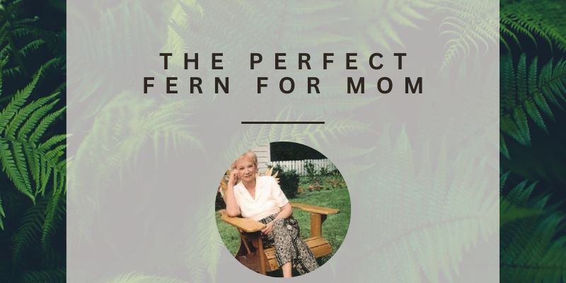 The Perfect Fern for Mom - Kensington Books Publishing