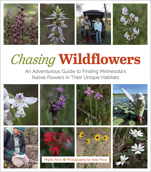 CHASING WILDFLOWERS event at Content Bookstore with Phyllis Root and Kelly Povo - University of ...