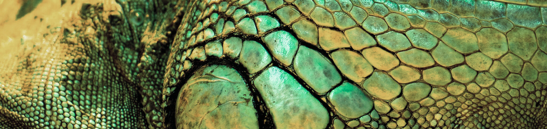 Northwestern University Press