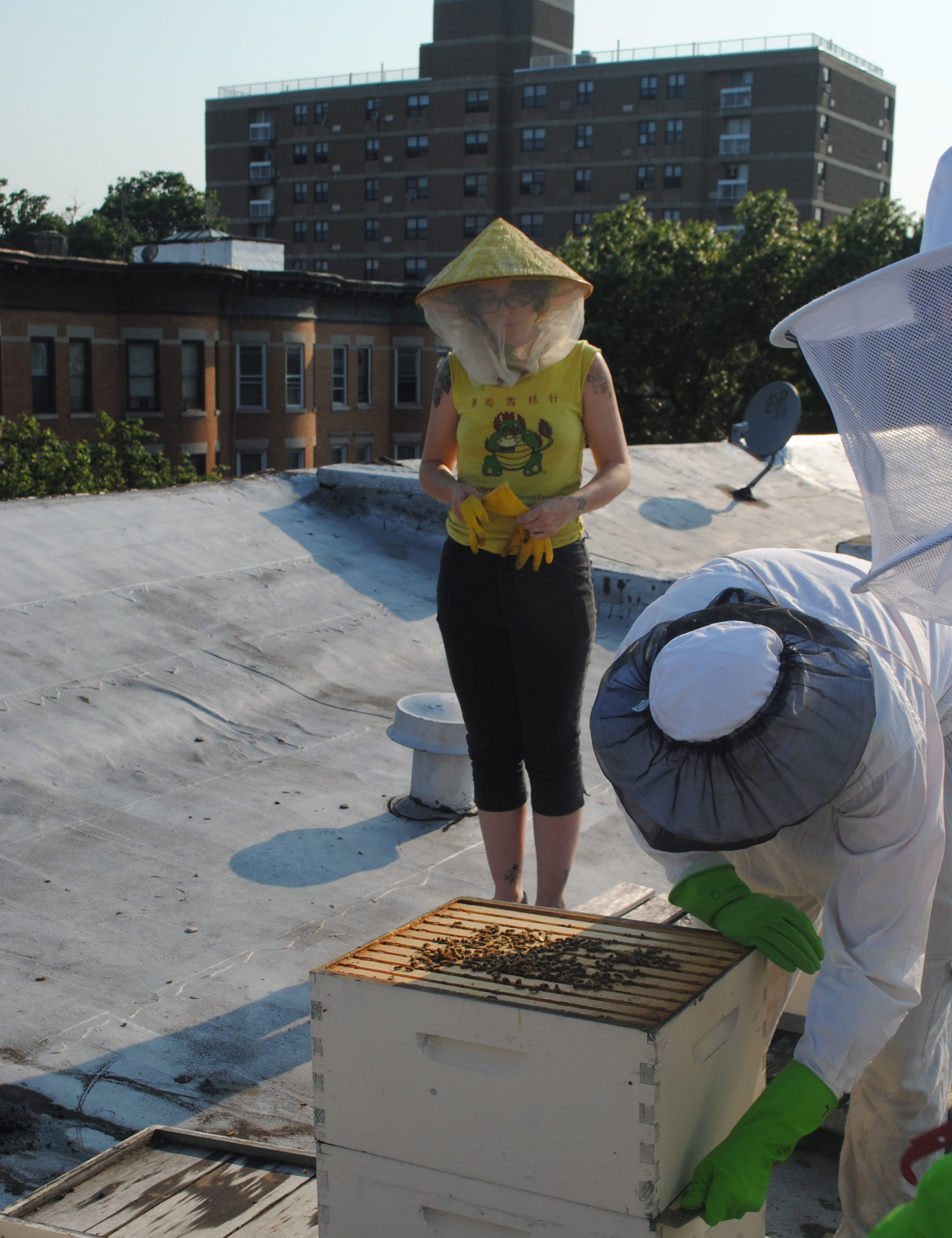 The bees of NYC - NYU Press