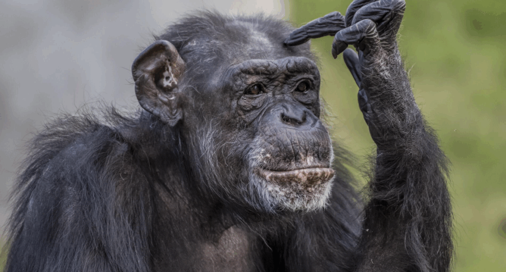 5 Ways that Animals Express Their Creativity by Carol Gigliotti, author ...