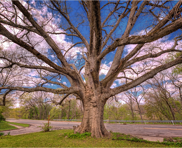 Celebrating a Year of Magnificent Trees - Purdue University Press