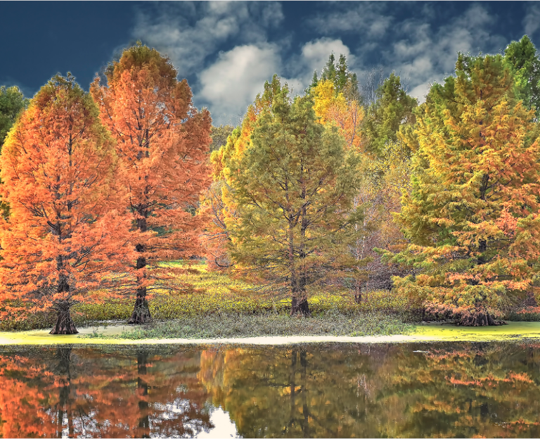 Celebrating a Year of Magnificent Trees - Purdue University Press