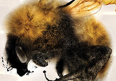 Cover Reveal: BONE GAP by Laura Ruby | Epic Reads Blog