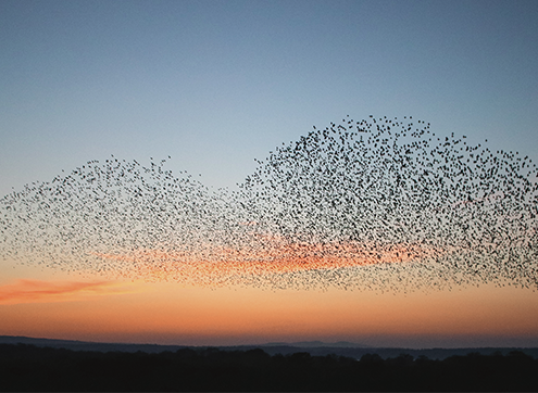 Robin W. Doughty - Texas A&M University Press