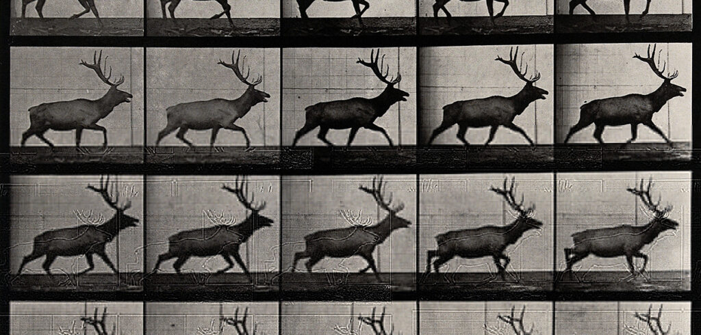 Art + Science: Eadweard Muybridge's photographic motion studies - Yale ...