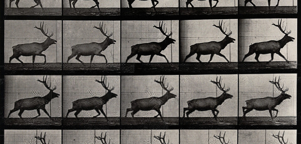 Art + Science: Eadweard Muybridge's photographic motion studies - Yale ...