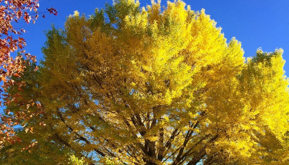 For the Love of Trees - Yale University Press