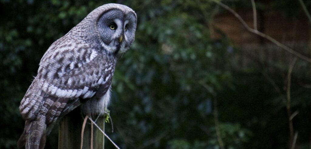 Silent Assassins: How Owls Adapted to Nocturnal Hunting - Yale ...
