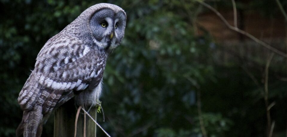 Silent Assassins: How Owls Adapted to Nocturnal Hunting - Yale ...