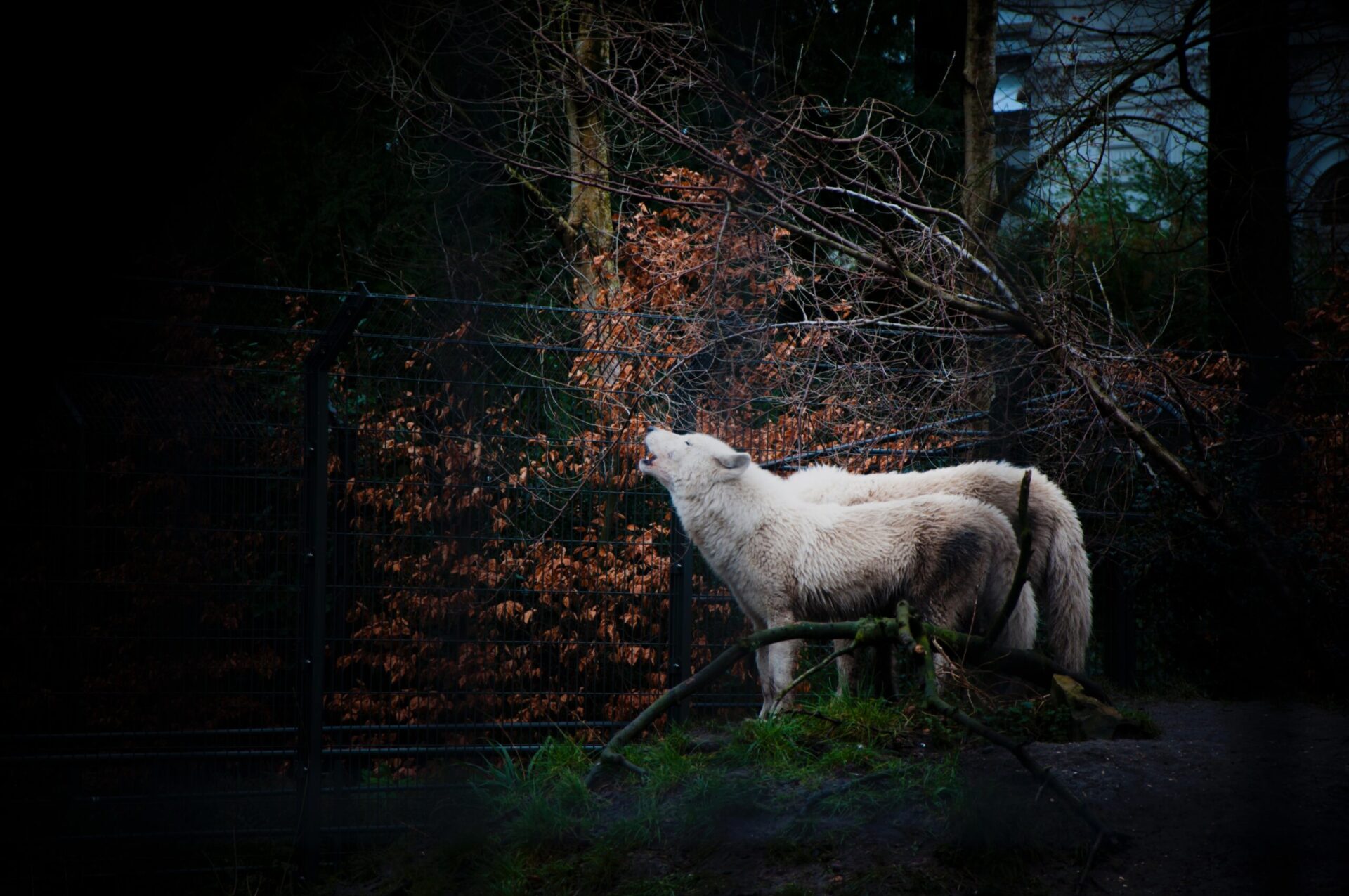 The Dangers of Controlling Wolf Populations - Yale University Press