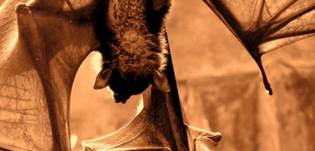 Ep. 63 - The History of Vampires - Yale University Press