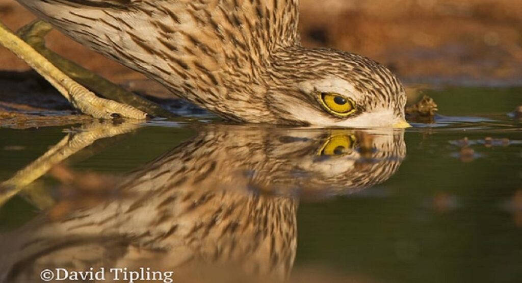 Six Tips for the Bird Photography Enthusiast - Yale University Press