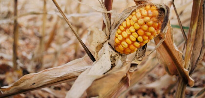 Corn and Colonization - Yale University Press