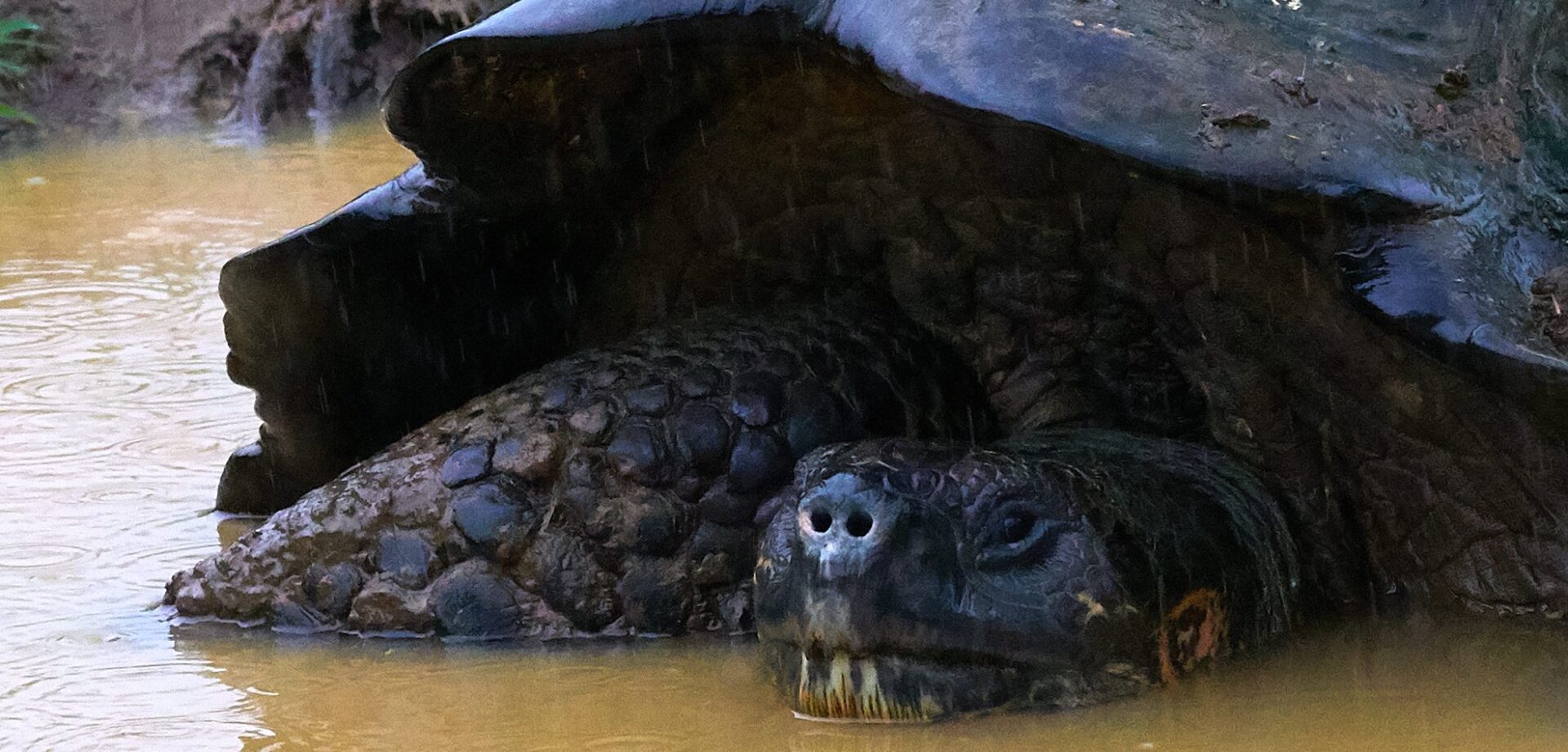 Charles Darwin, Tortoise Hunter? - Yale University Press