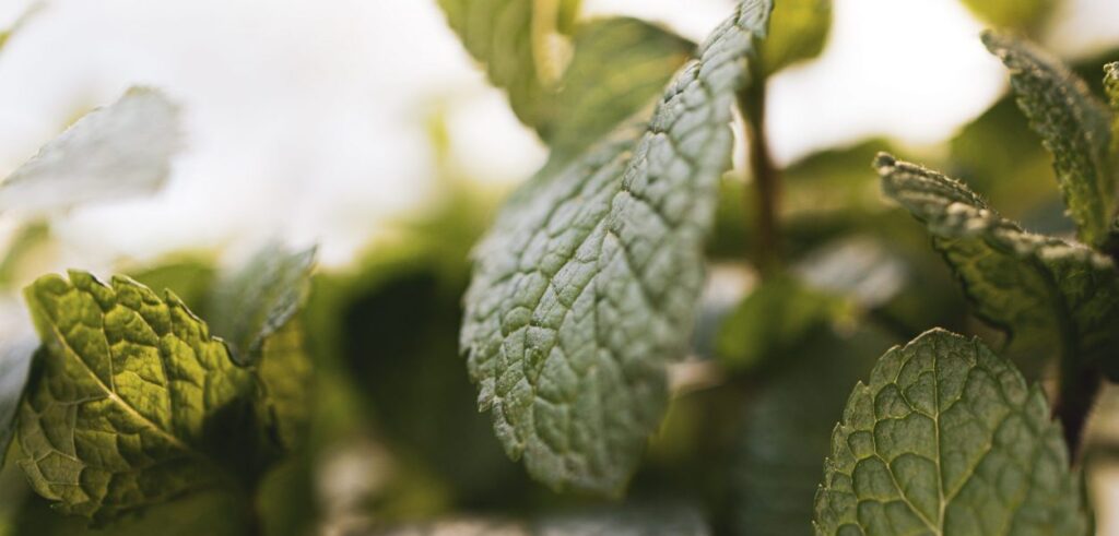 "Girl Runs Peppermint Farm" - Yale University Press