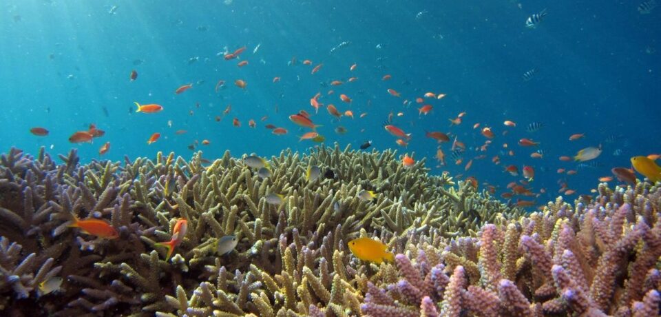 The Amazing, Hidden Early Life of Coral Reef Creatures - Yale ...