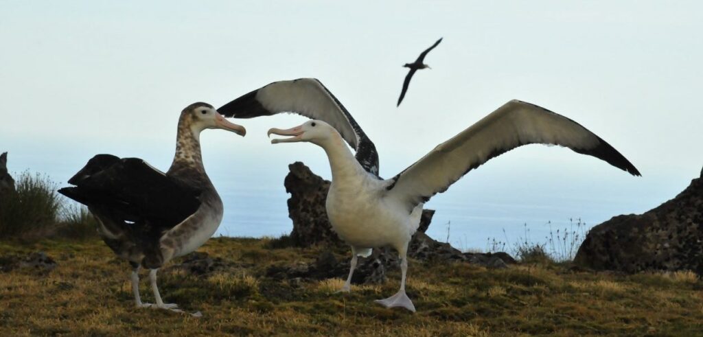 Invasive Mice and Engineered Genes - Yale University Press