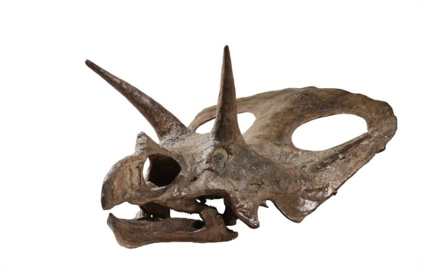 Torosaurus, Sea Form: What's in a Name? - Yale University Press
