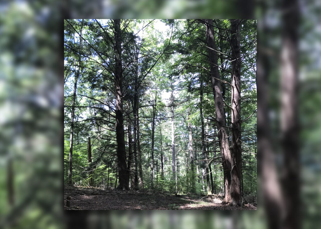 Having our Forest and Cutting it Too - Yale University Press